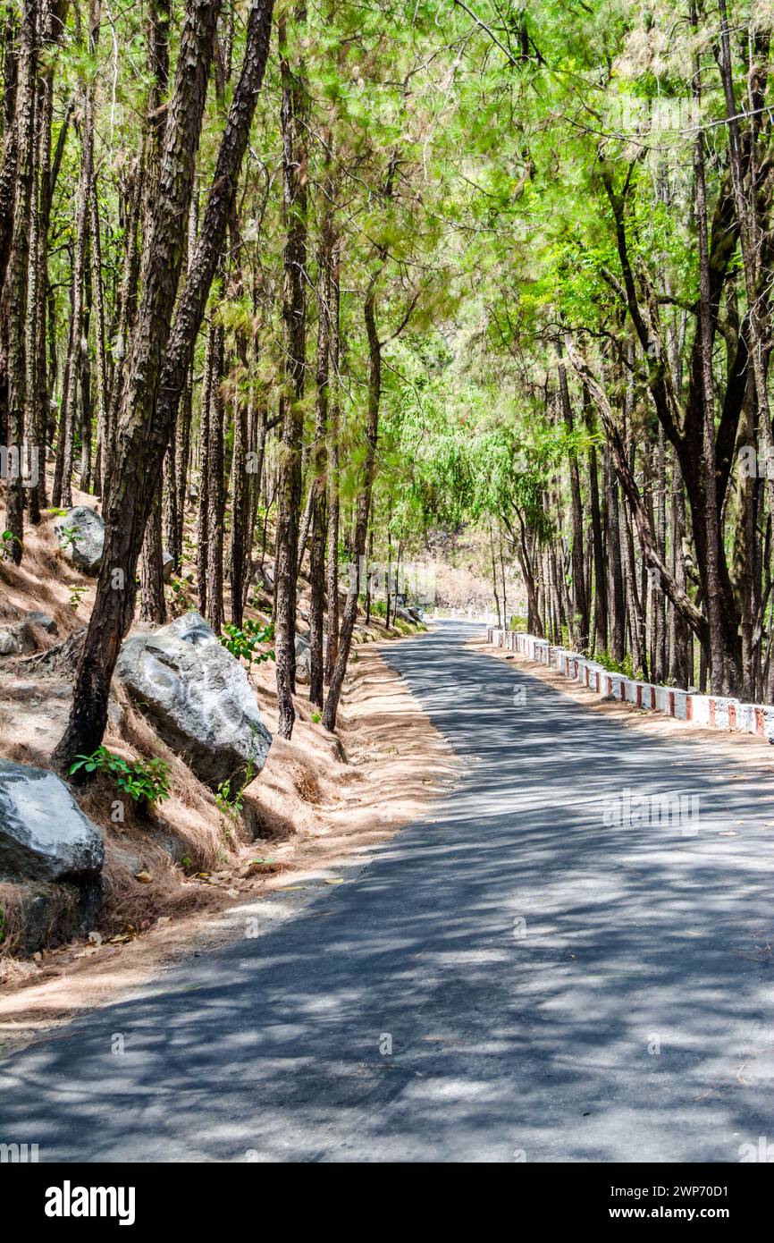 The beauty of Road on the hills of Lansdowne with Deodar trees. Pine ...