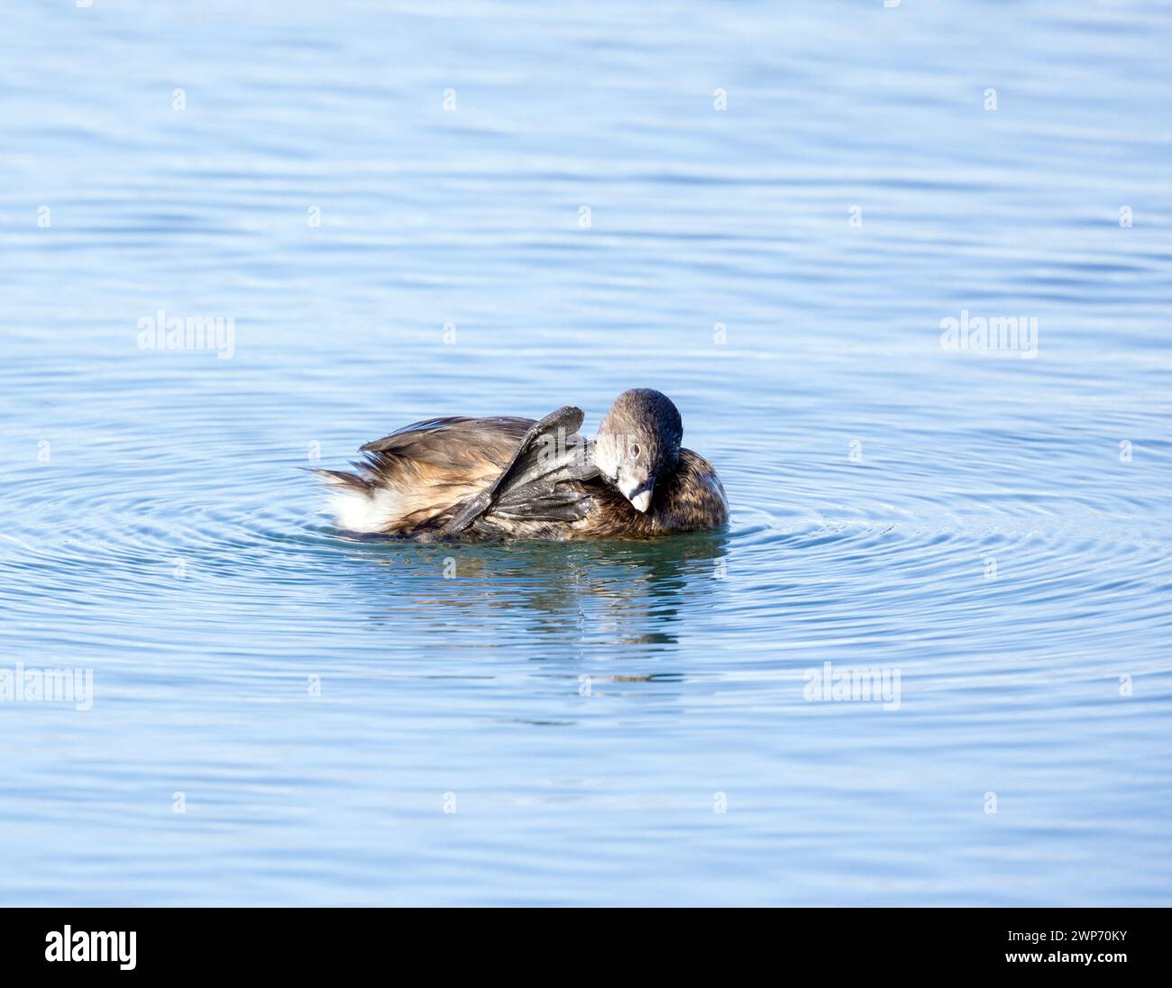 Showing webbed foot hi-res stock photography and images - Alamy