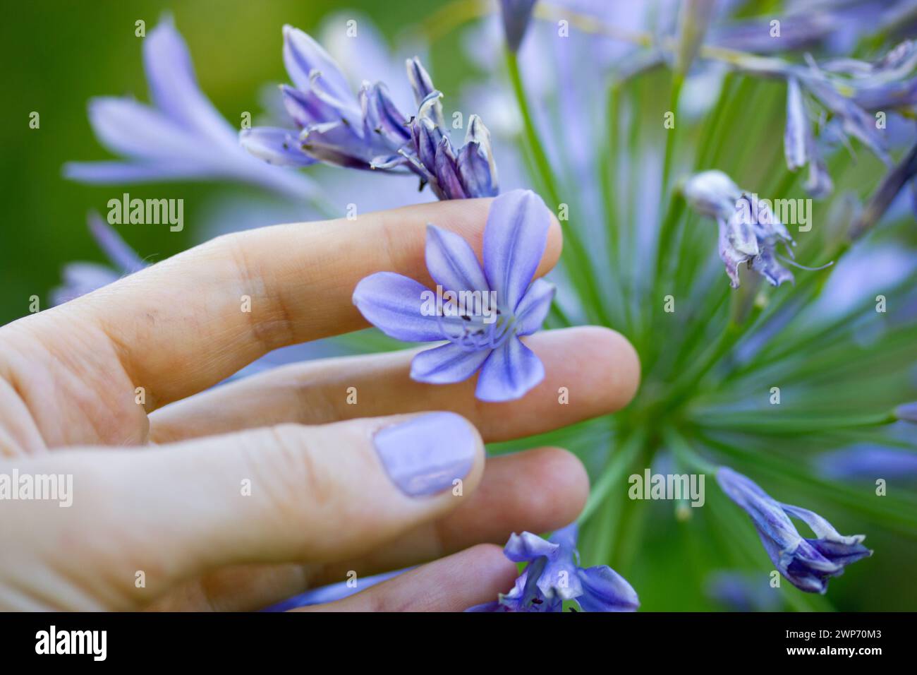 Lily of Nile flower (Agapanthus africanus hybrids species) - blue ...