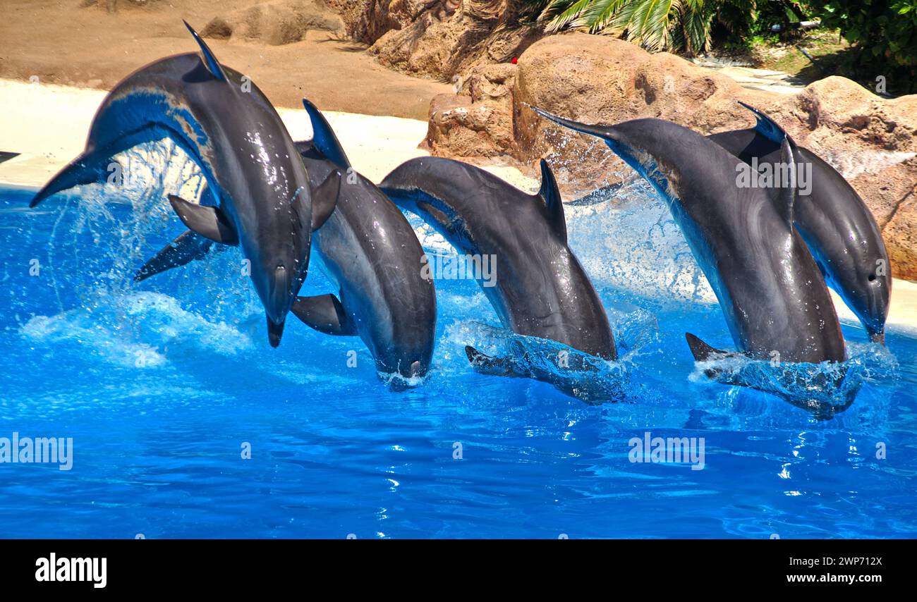 dolphin family leaping out of the blue Stock Photo - Alamy
