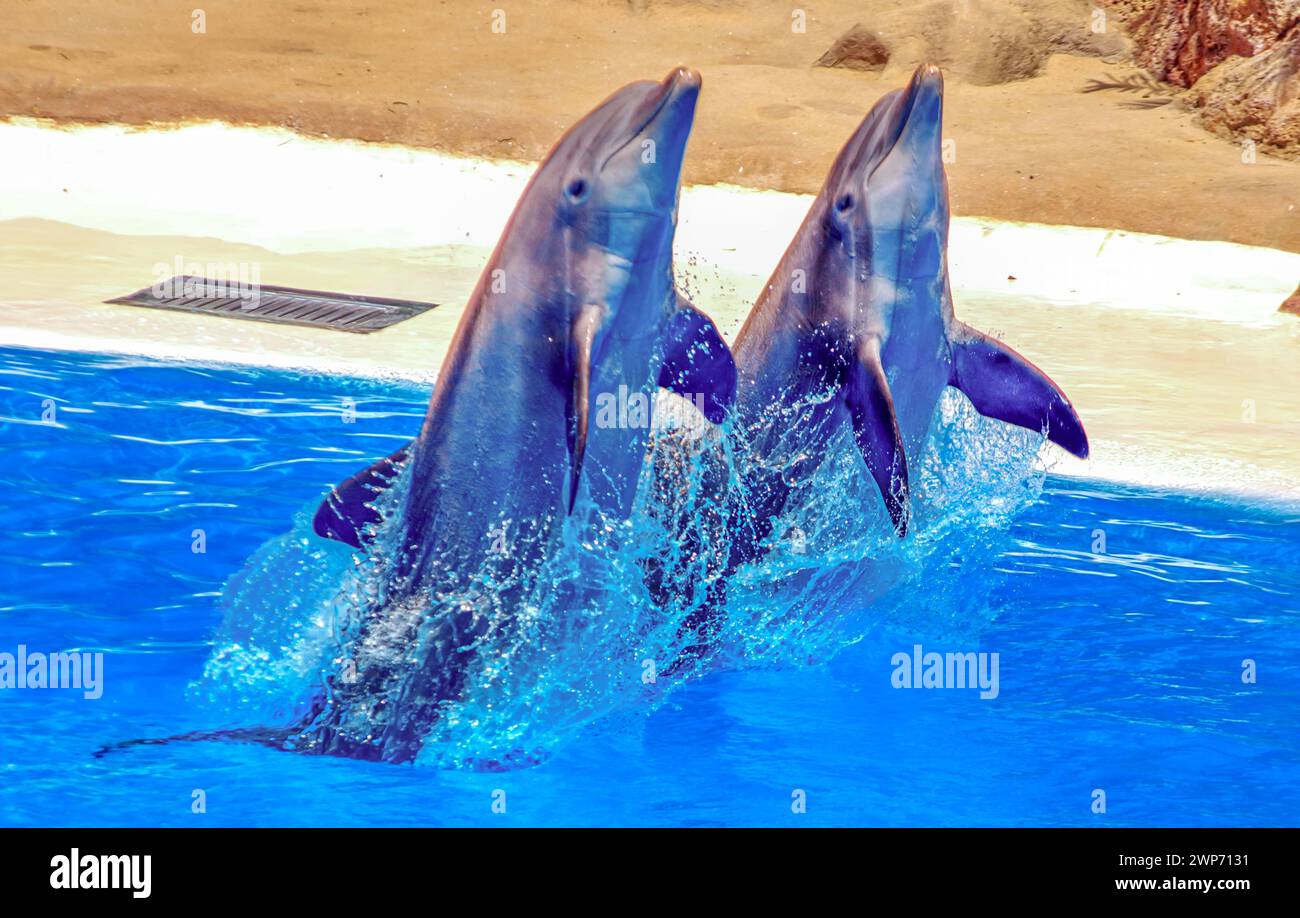 dolphin family leaping out of the blue Stock Photo - Alamy