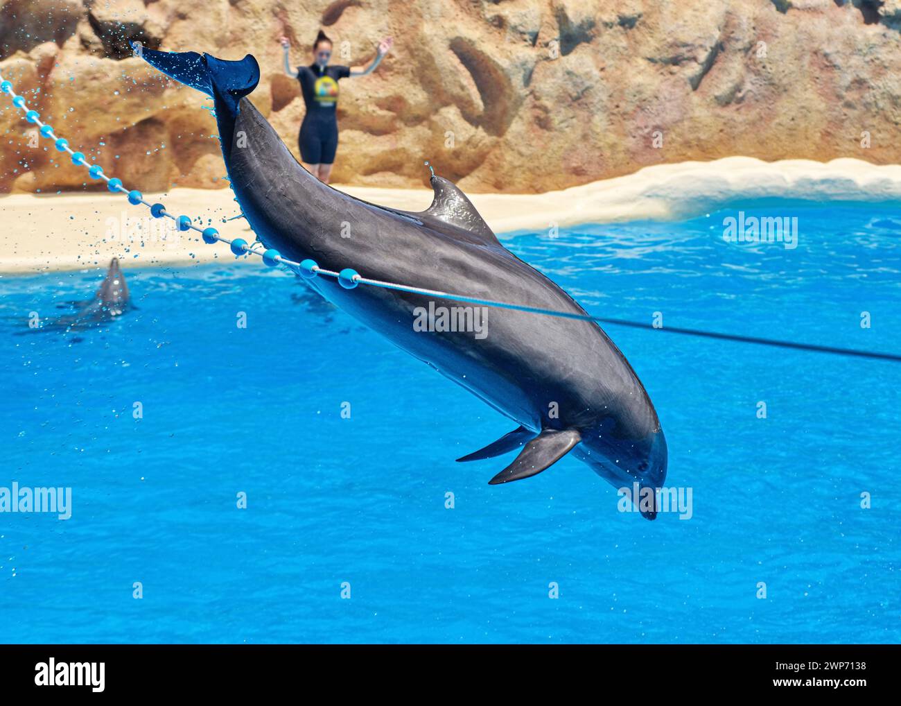 dolphin family leaping out of the blue Stock Photo - Alamy