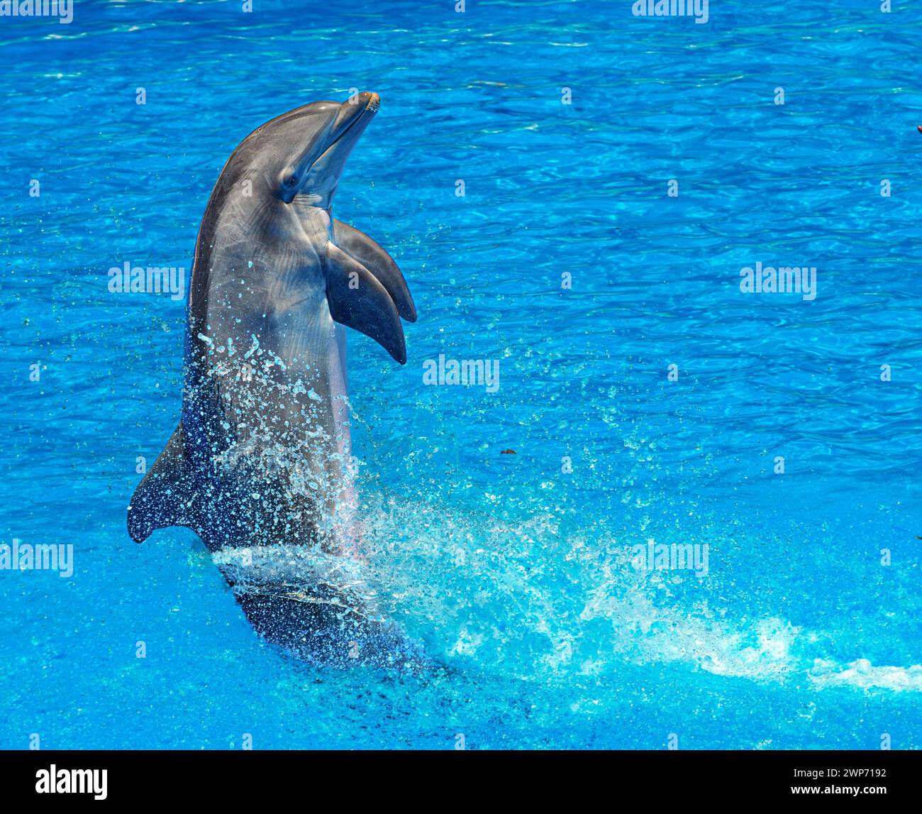 Dolphin baby mouth hi-res stock photography and images - Alamy