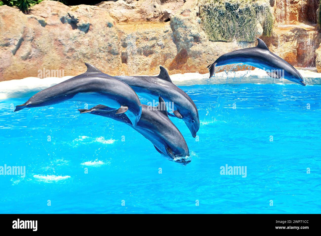 dolphin family leaping out of the blue Stock Photo - Alamy