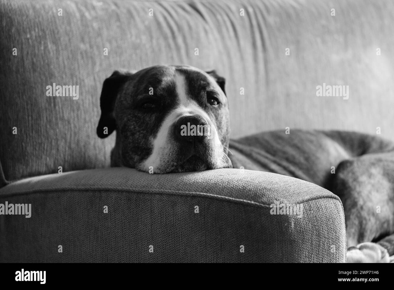 German boxer dog is lying on a couch. Big-sized breed dog. A sleepy ...