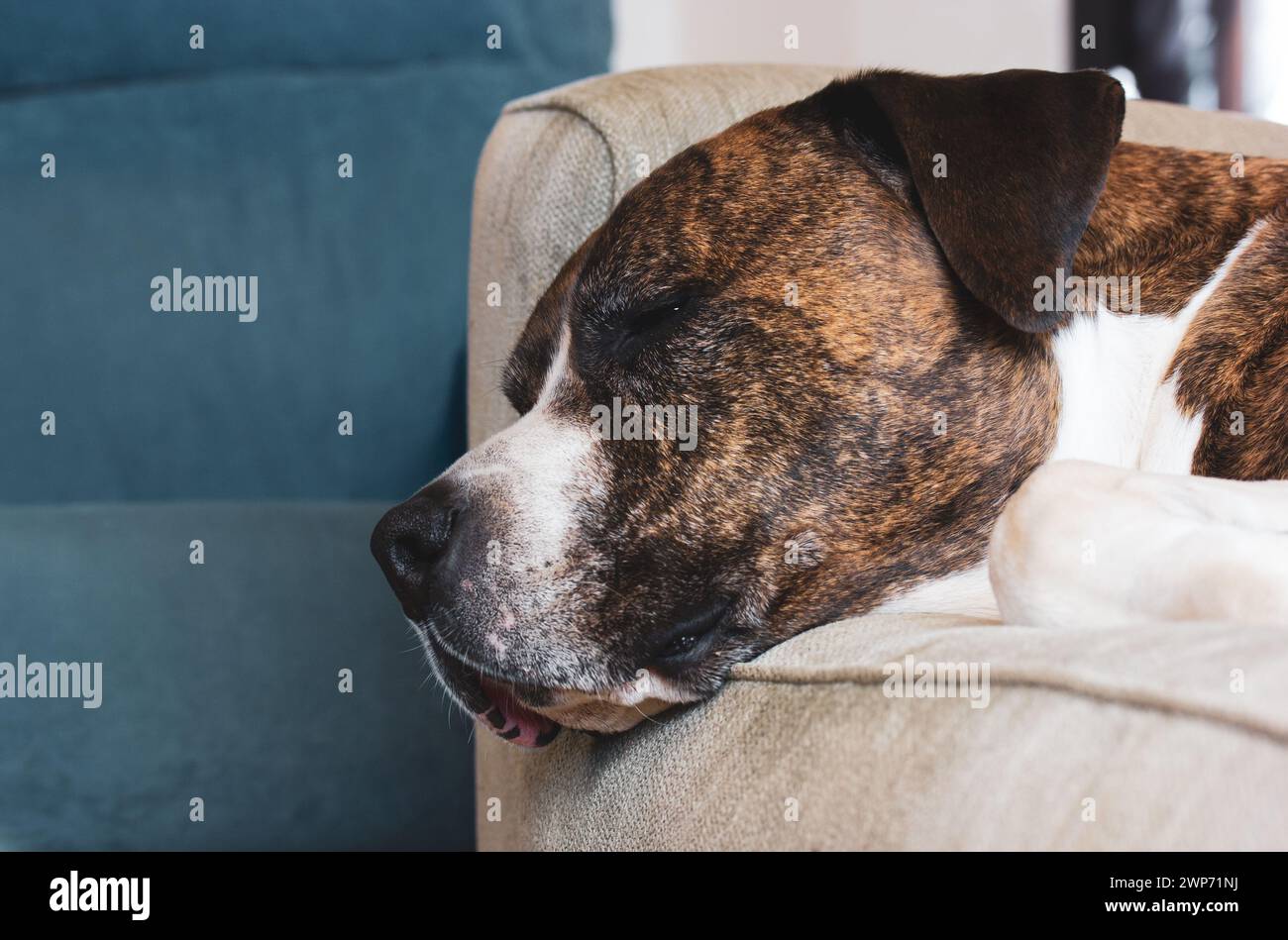 German brown boxer dog is sleeping on a couch. Big-sized service dog ...
