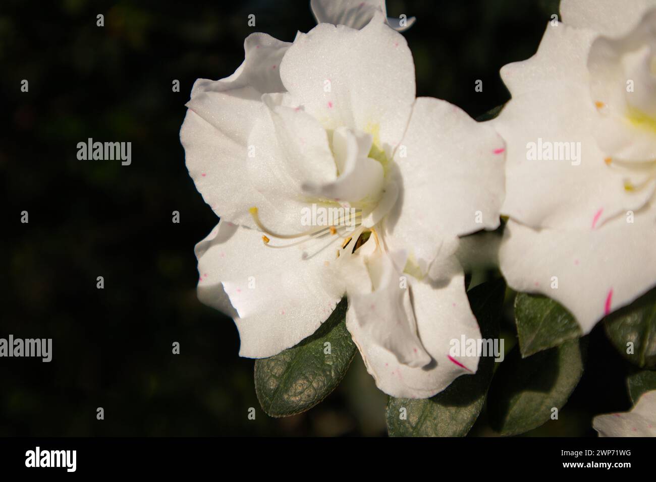 Azalea in full bloom. White Rhododendron garden flowers, buds, petals ...