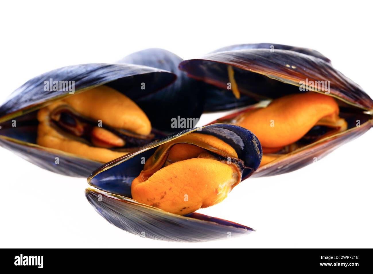 Mussels on a white background Stock Photo - Alamy
