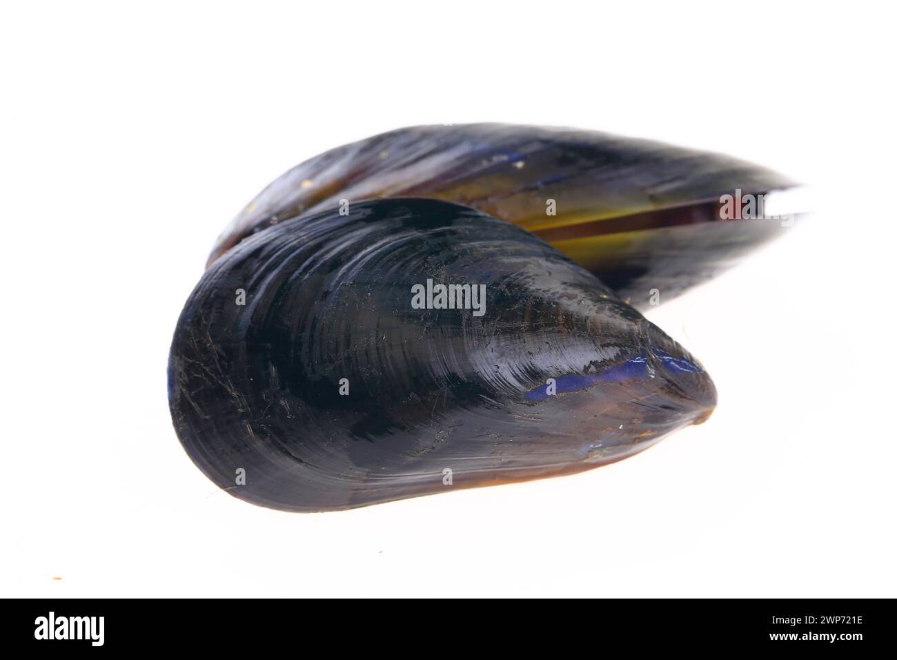 Mussels on a white background Stock Photo - Alamy