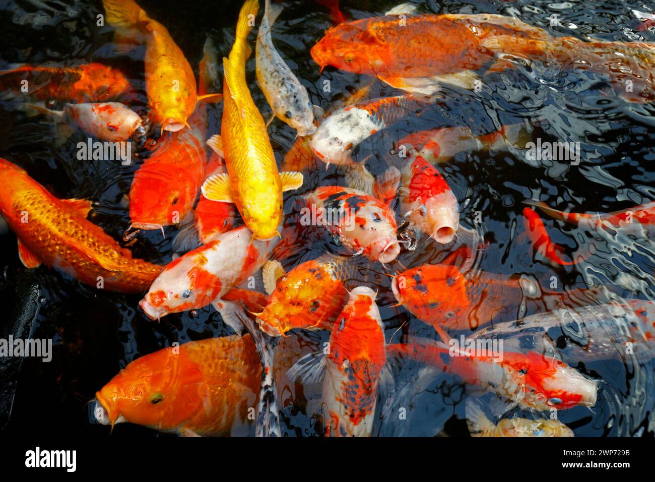 Goldfish in the pond Stock Photo - Alamy