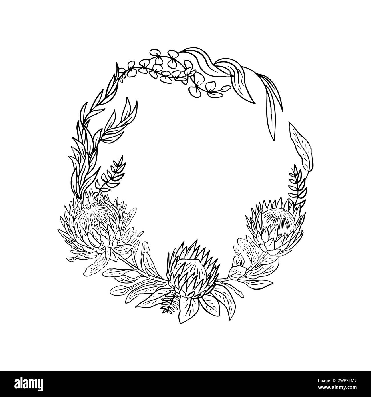 Protea frame Black and White Stock Photos & Images - Alamy