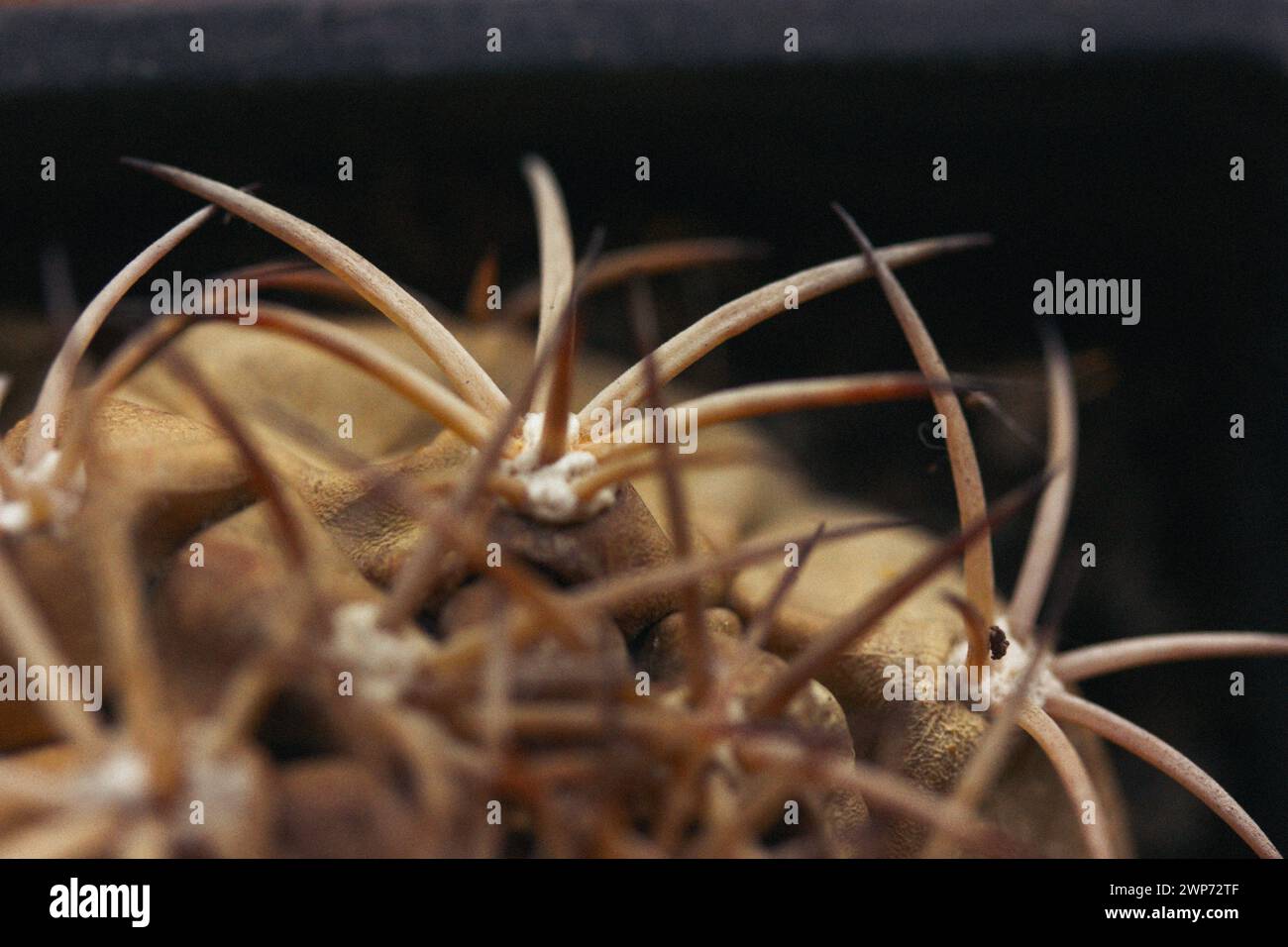 A withered potted cactus with long sharp prickles. A dangerous desert ...