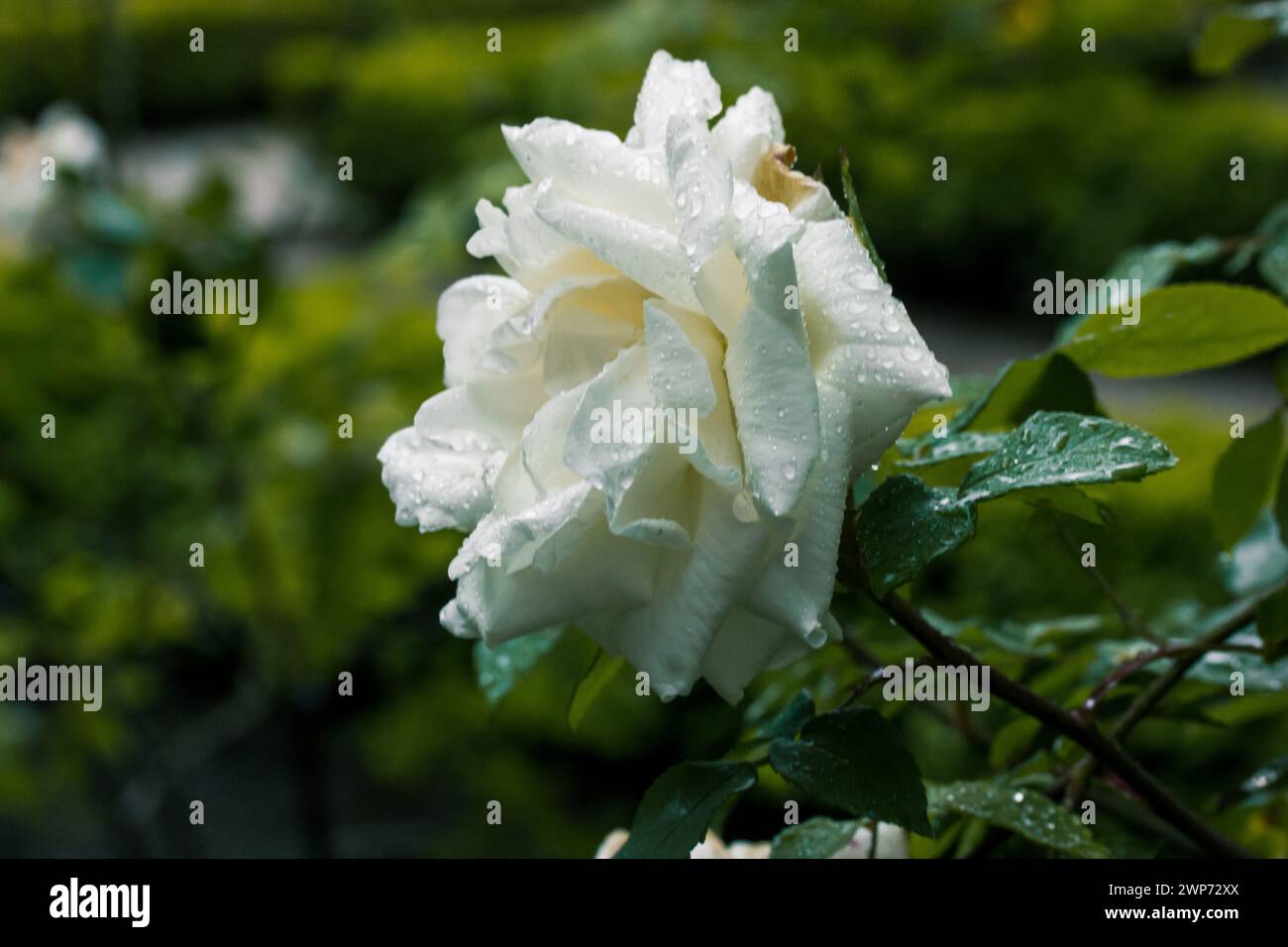 Rosebud with rain drops. Fresh white rose on a bush in spring, summer ...