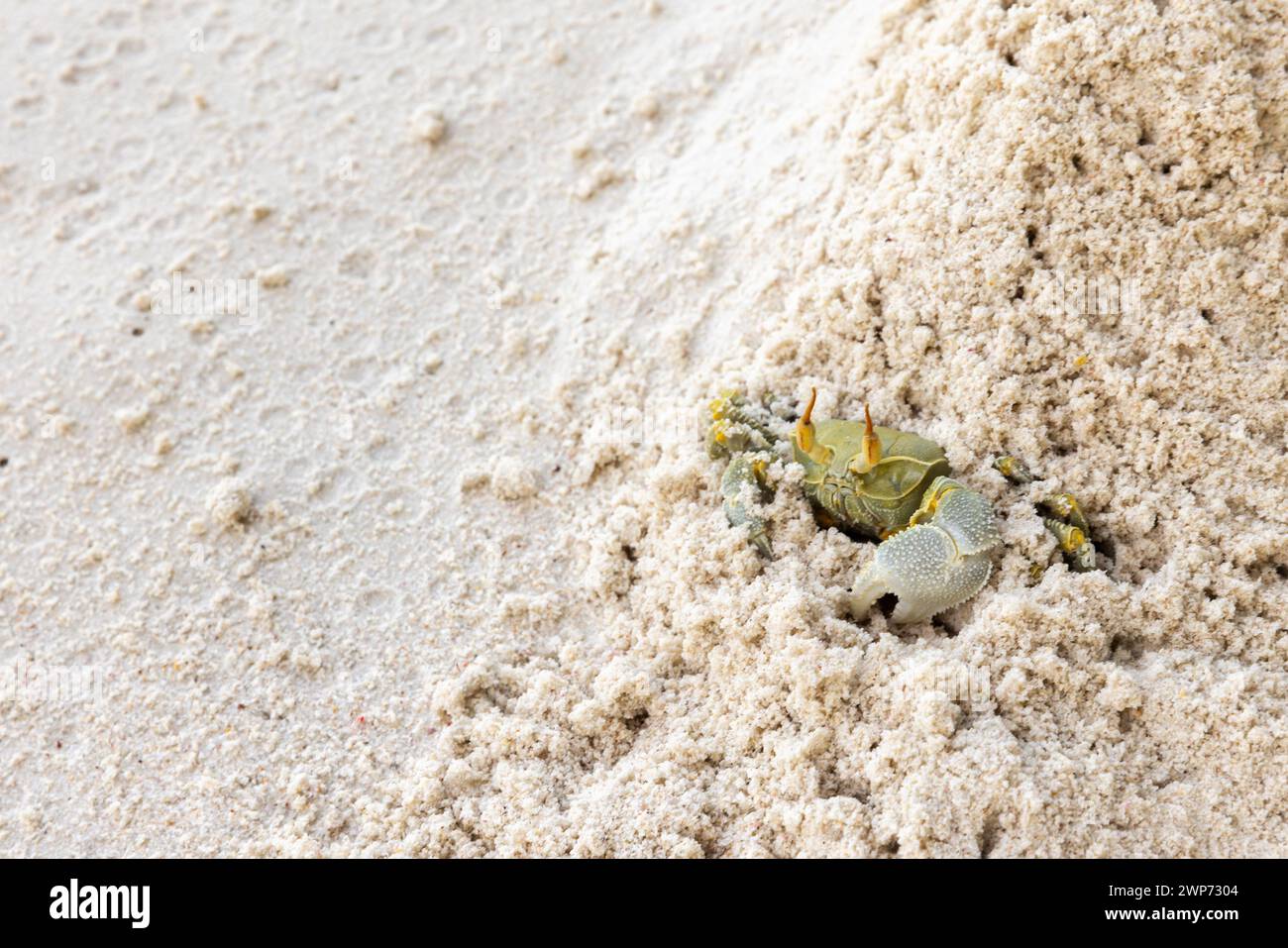 Horn-eyed ghost crab hides in white coastal sand of Praslin island ...
