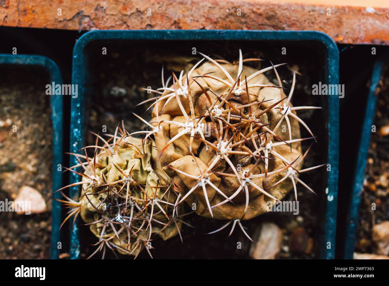 A withered potted cactus with long sharp prickles. A dangerous desert ...