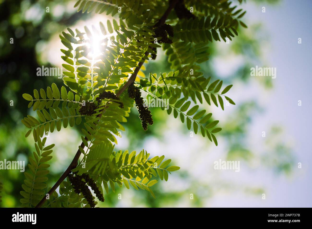 Acacia tree branches with fresh green foliage and sun rays breaking ...