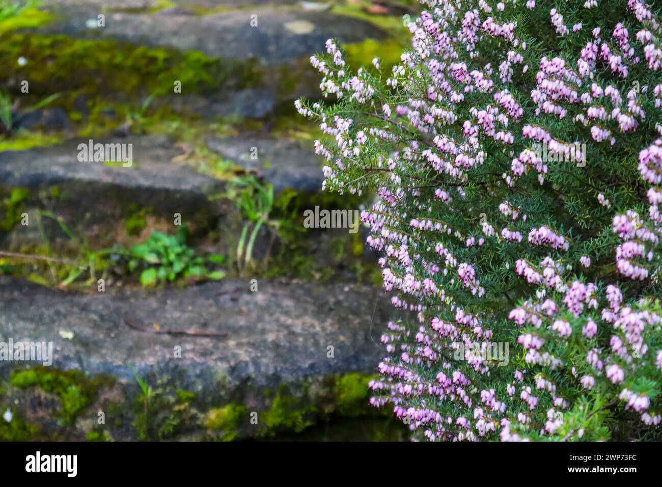 Old stone steps overgrown with green moss, the stairs in a forest ...