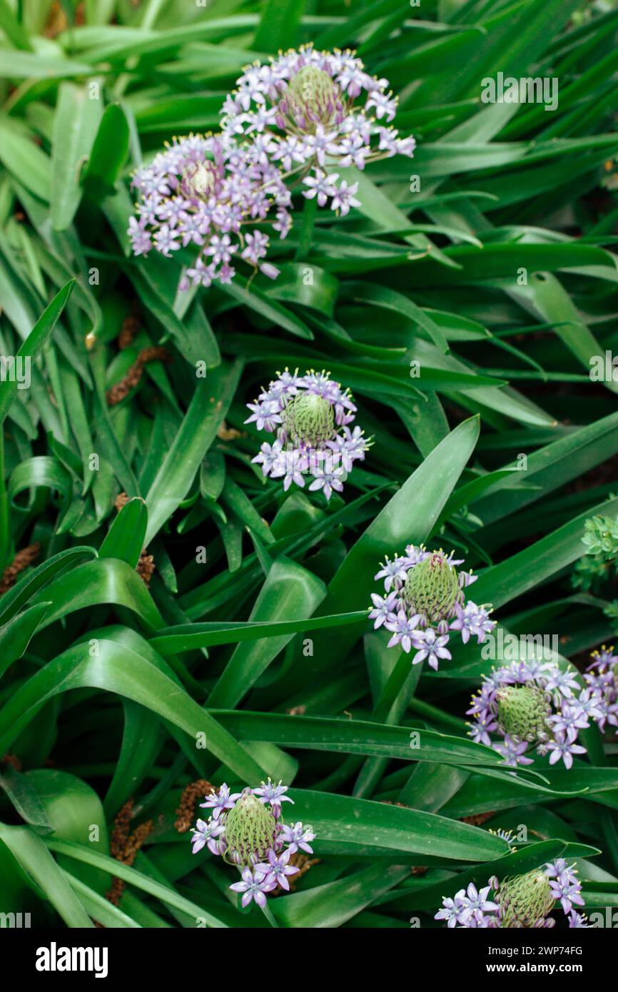 Portuguese Squill Beautiful peruvian lily (scilla peruviana) flower in ...