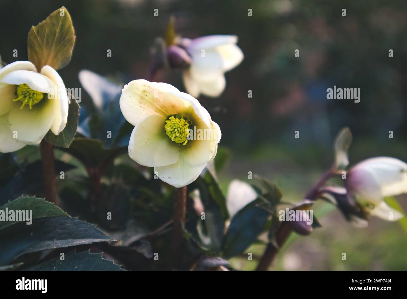 Helleborus Foetidus green buttercup, frost wild flowers grow in spring ...