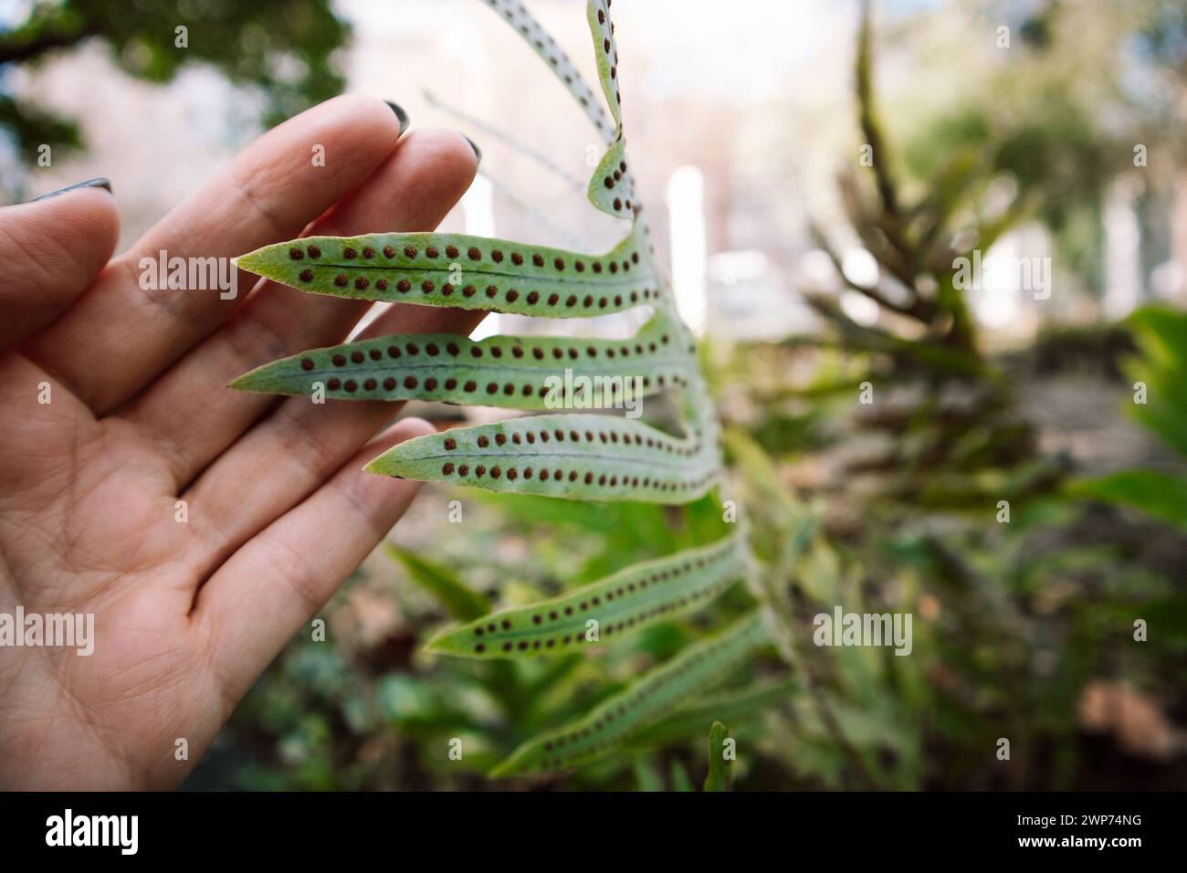 Green fern leaf in a gardener's hand. Natural forest woodbackground ...