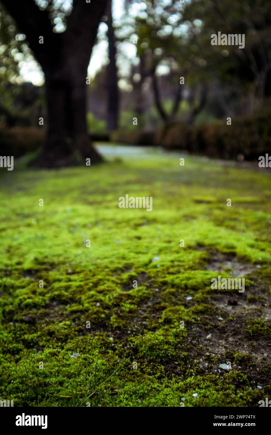 Path in a garden overgrown with green moss. Fresh leaves on the trees ...