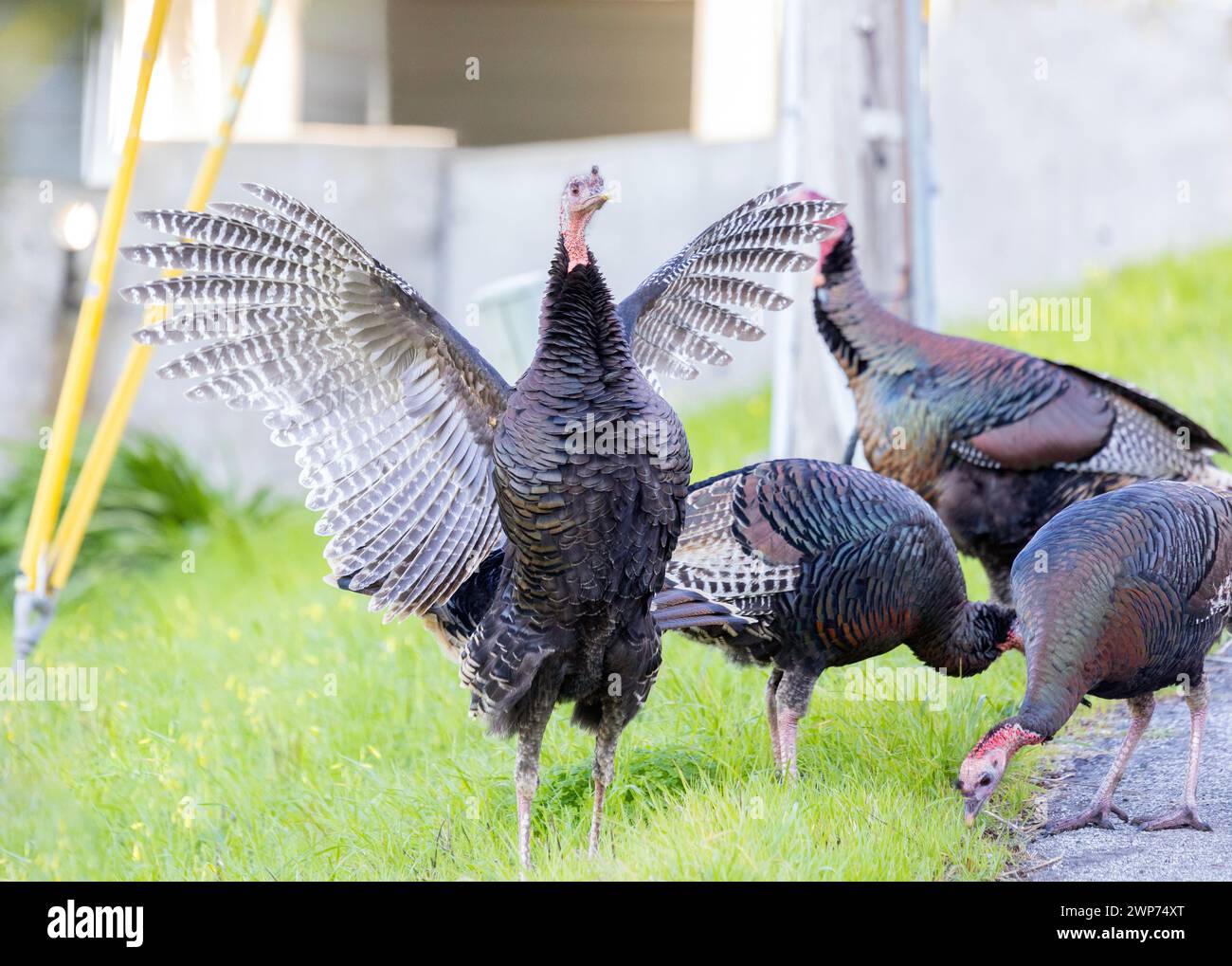 Wild Turkey Flapping Wings Stock Photo - Alamy