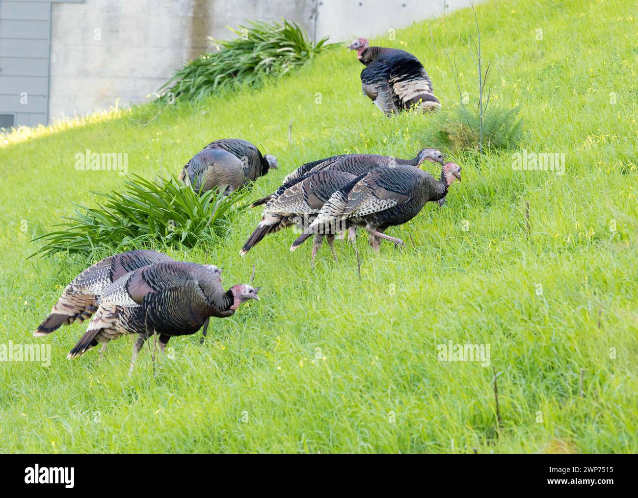 Wild Turkeys on Grass Hillside Stock Photo - Alamy
