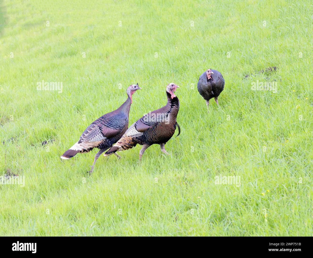Turkeys walking hi-res stock photography and images - Alamy