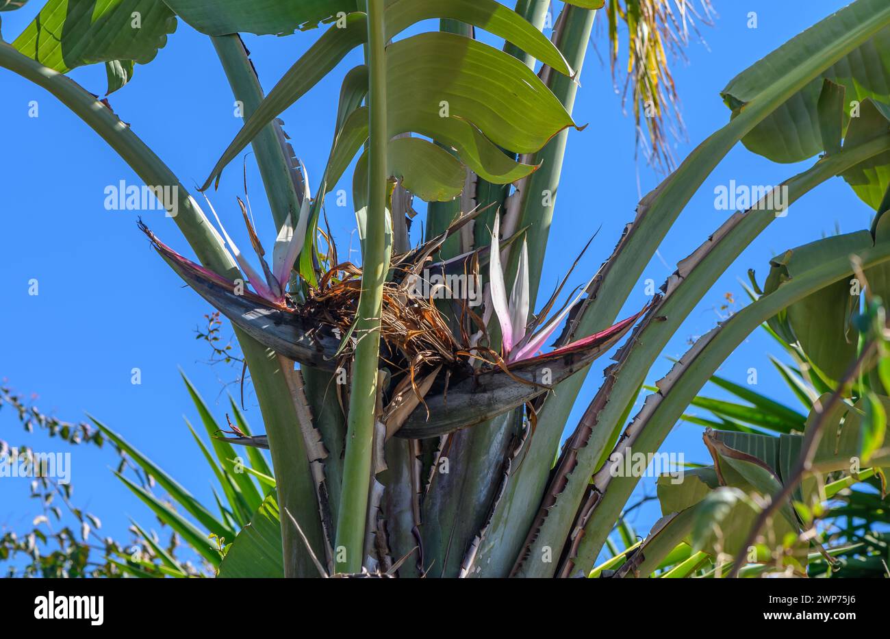 Strelitzia nicolai on tree branches 2 Stock Photo - Alamy