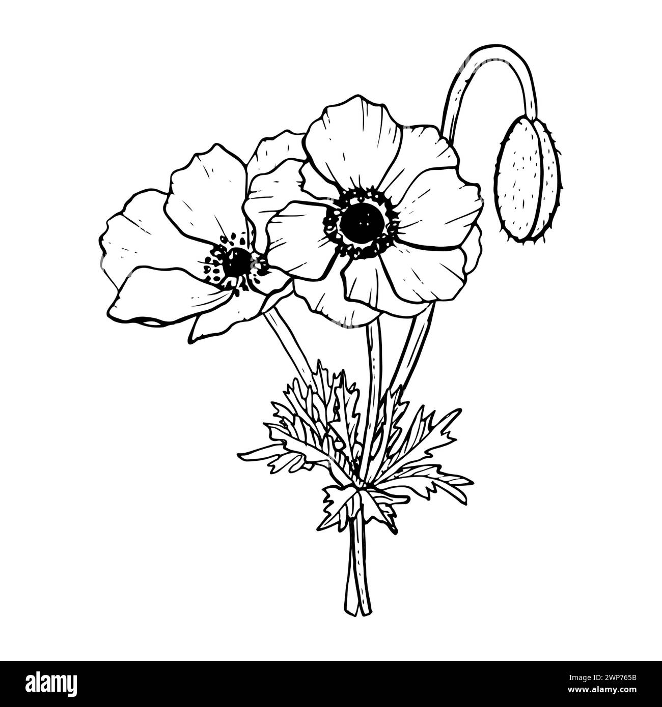 Wildflowers anemone poppies bouquet, field plants Stock Vector Image ...