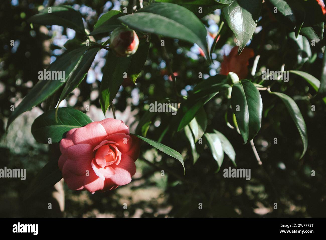Single pink camelia blossoming flower on a tree brunch in a spring ...