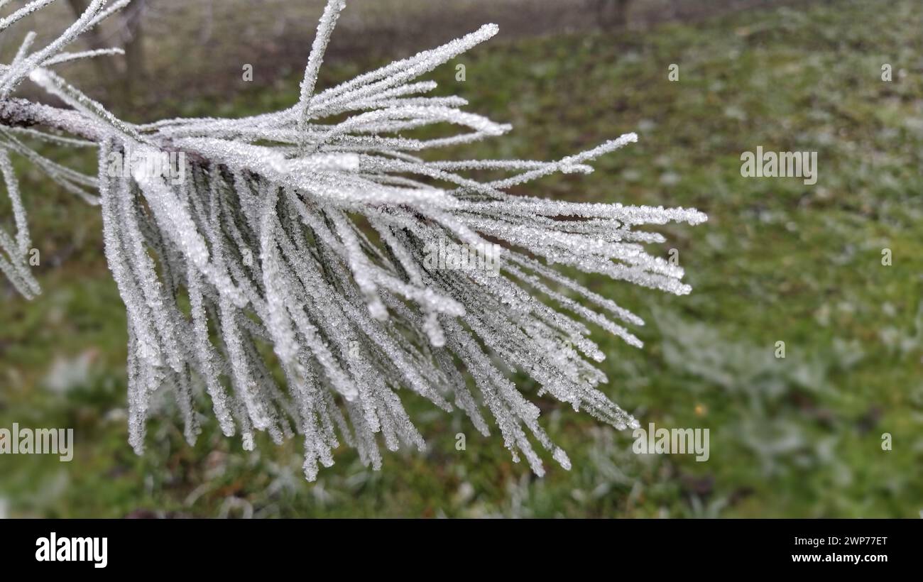 Beautiful long pine needles with white hoarfrost. Frozen branches of an ...