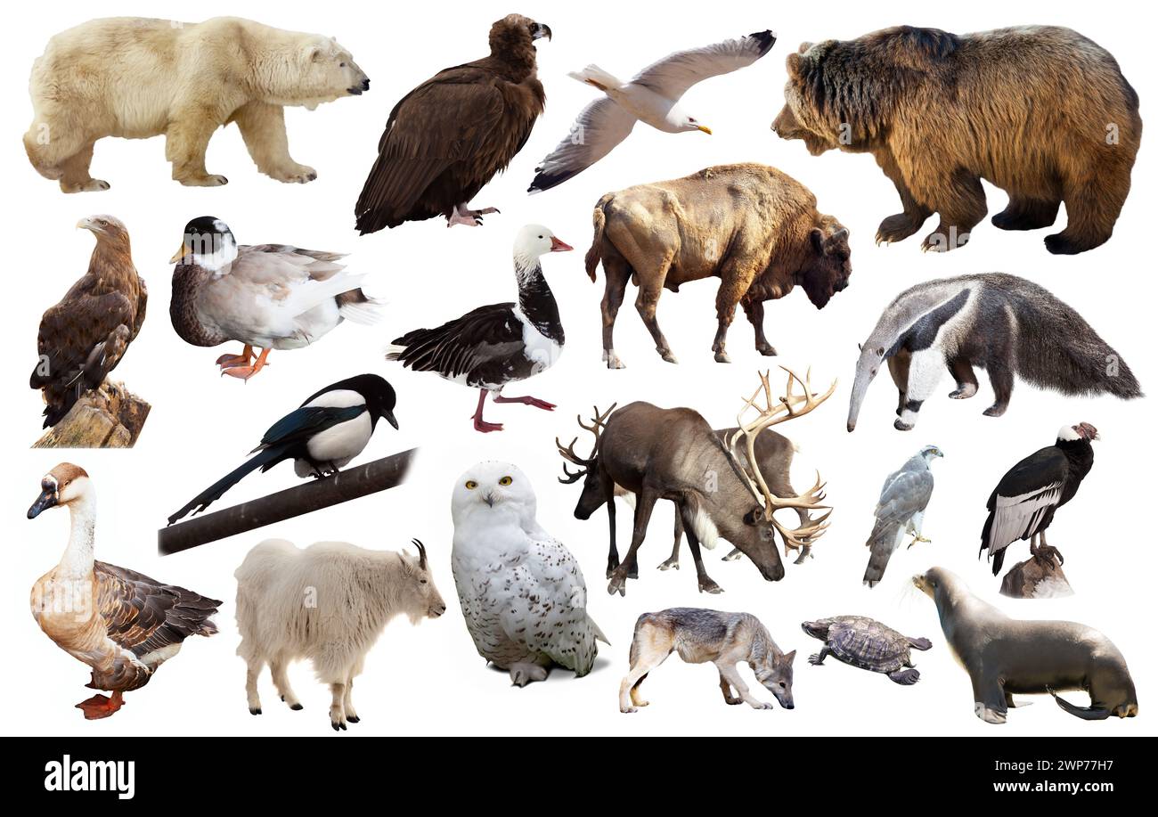 Set of fauna of North American animals Stock Photo - Alamy