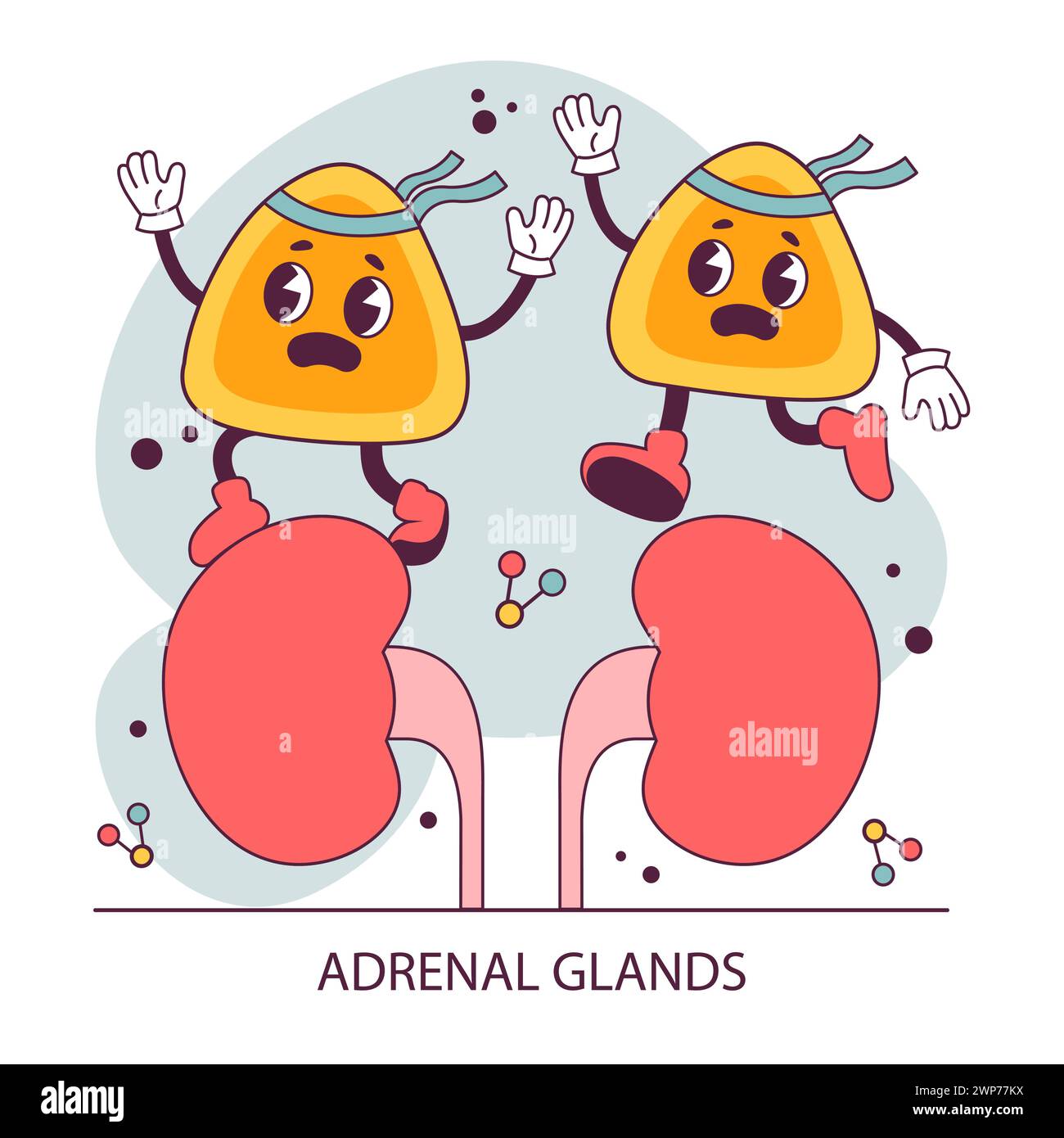 Endocrine system organ. Human gland function. Adrenal gland. Human ...