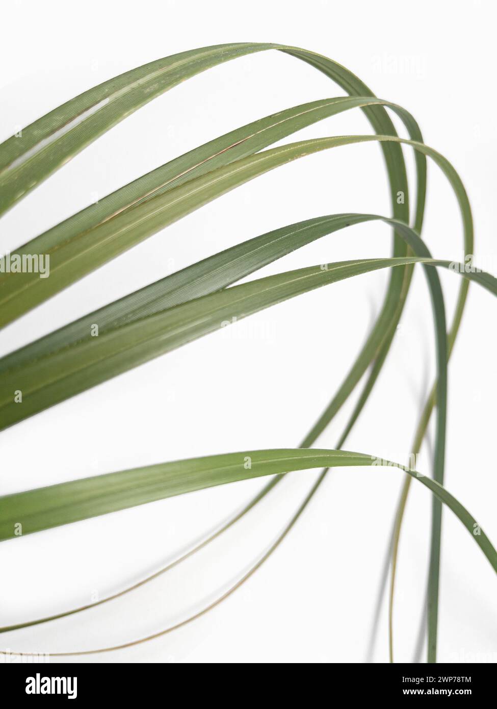 Grass blade art hi-res stock photography and images - Alamy