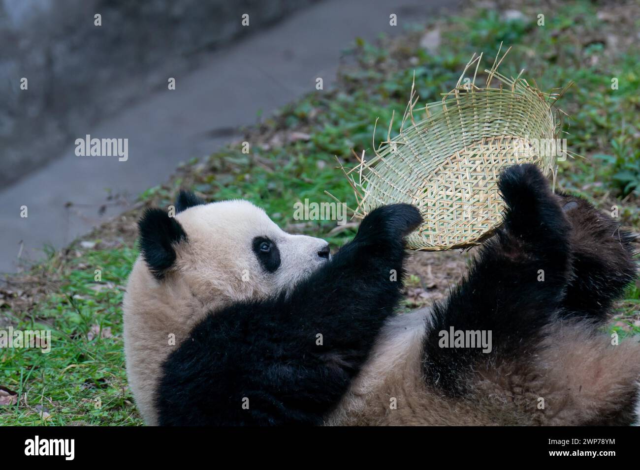 Giant pandas at Chongqing Zoo enjoy spring time in Chongqing, China ...