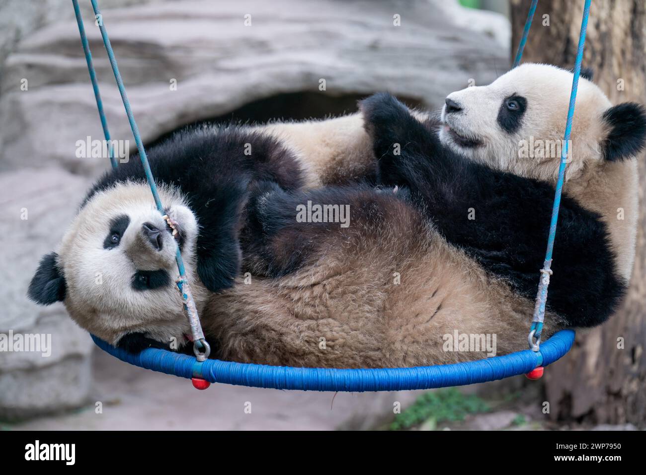 Giant pandas at Chongqing Zoo enjoy spring time in Chongqing, China ...