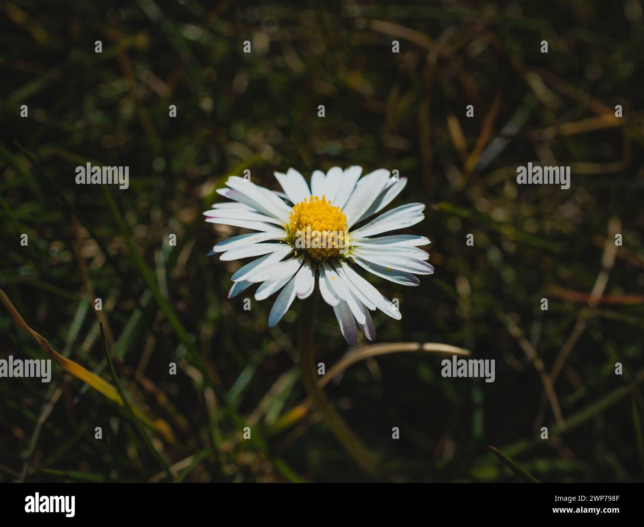 Daisy flower in close hi-res stock photography and images - Alamy