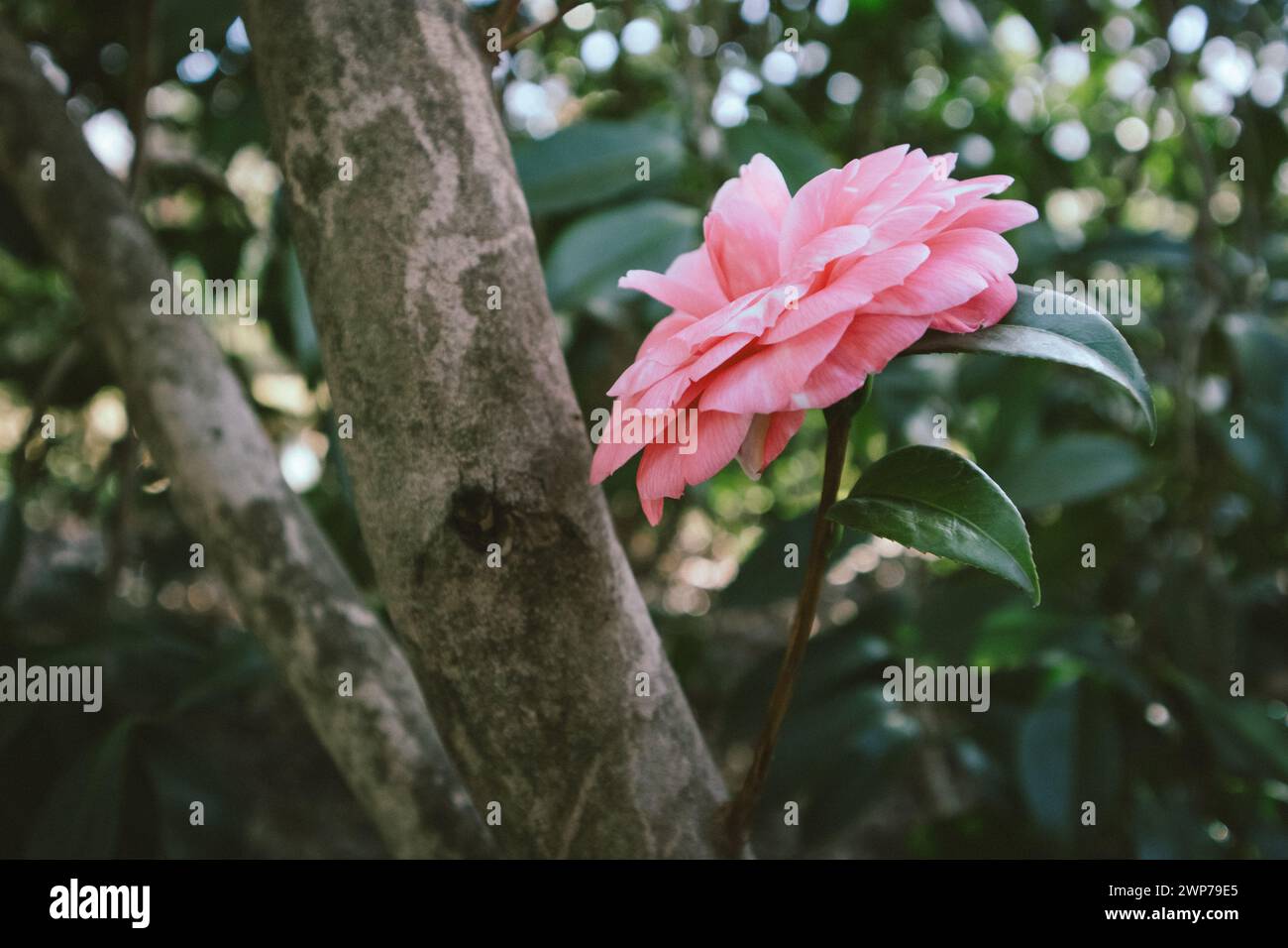 Single pink camelia blossoming flower on a tree brunch in a spring ...