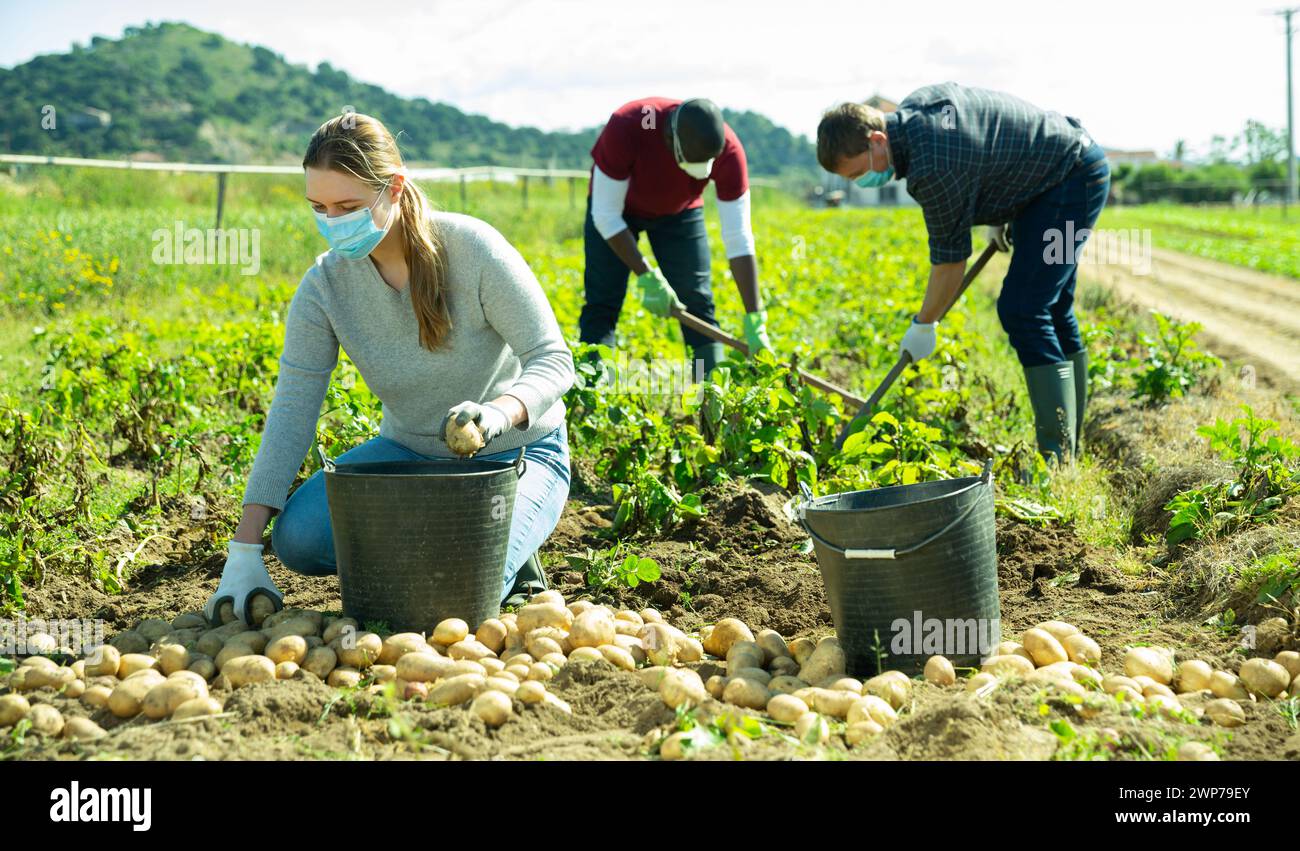 People in medical masks picking potatoes Stock Photo - Alamy