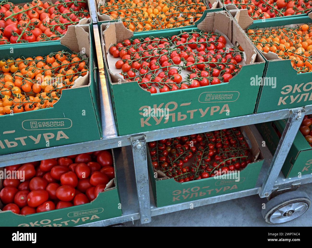 Russia. 05th Mar, 2024. Operation of the greenhouse complex of the ...