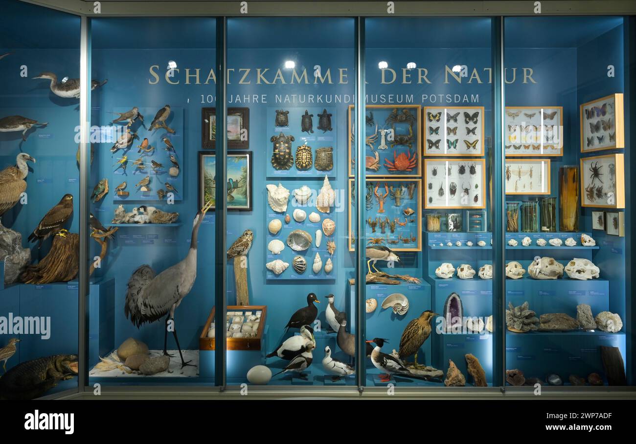 Exponate, Schatzkammer der Natur, ausgestopfte Tiere, Naturkundemuseum ...
