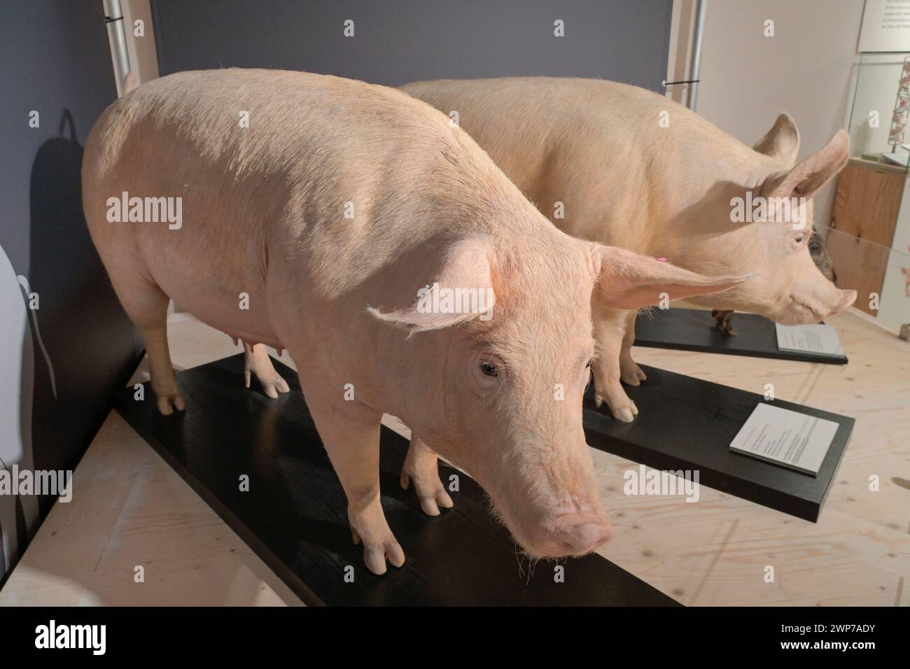 Ausgestopfte Schweine, Hausschwein (Sus scrofa domesticus ...