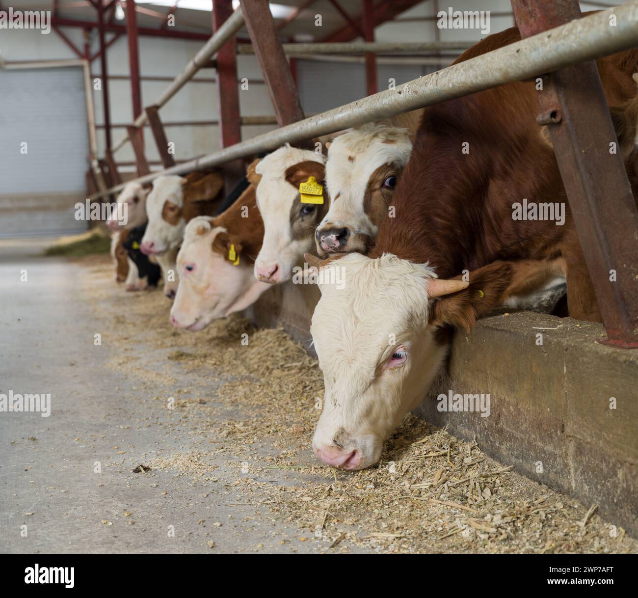 Healthy cattle hi-res stock photography and images - Alamy