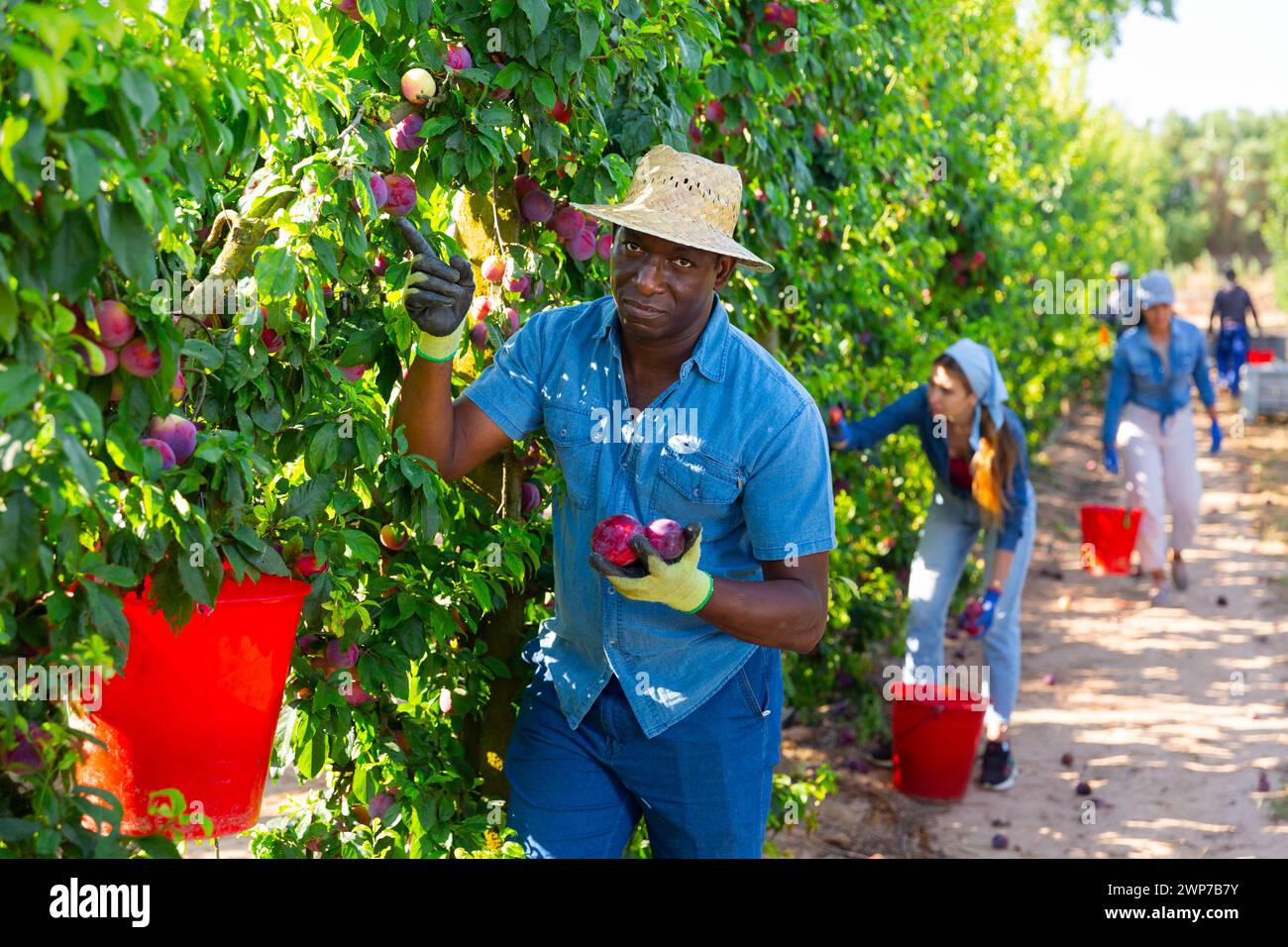 African plum tree hi-res stock photography and images - Alamy