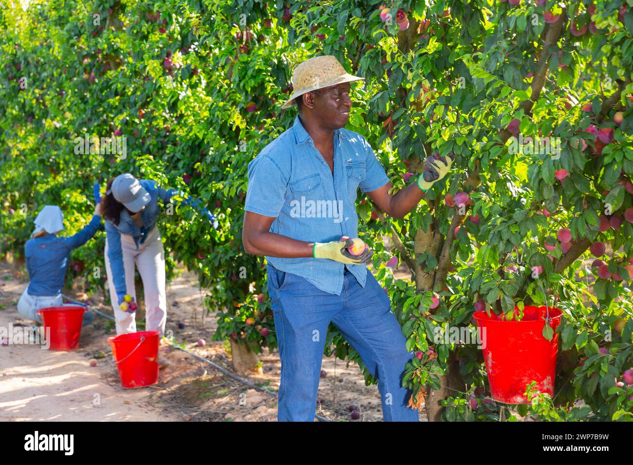 African male gardener picking plums from tree Stock Photo - Alamy