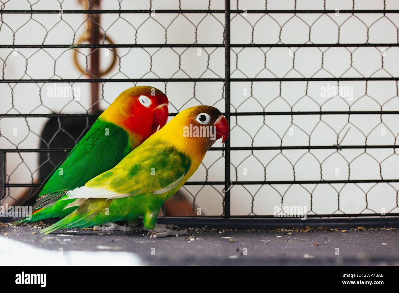 Two little lovebirds together in a cage. Yellow and green birds in love ...