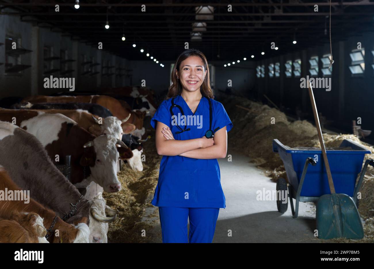 Female vet cow hi-res stock photography and images - Alamy