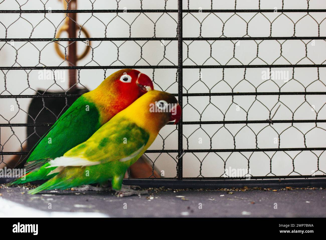 Two little lovebirds together in a cage. Yellow and green birds in love ...