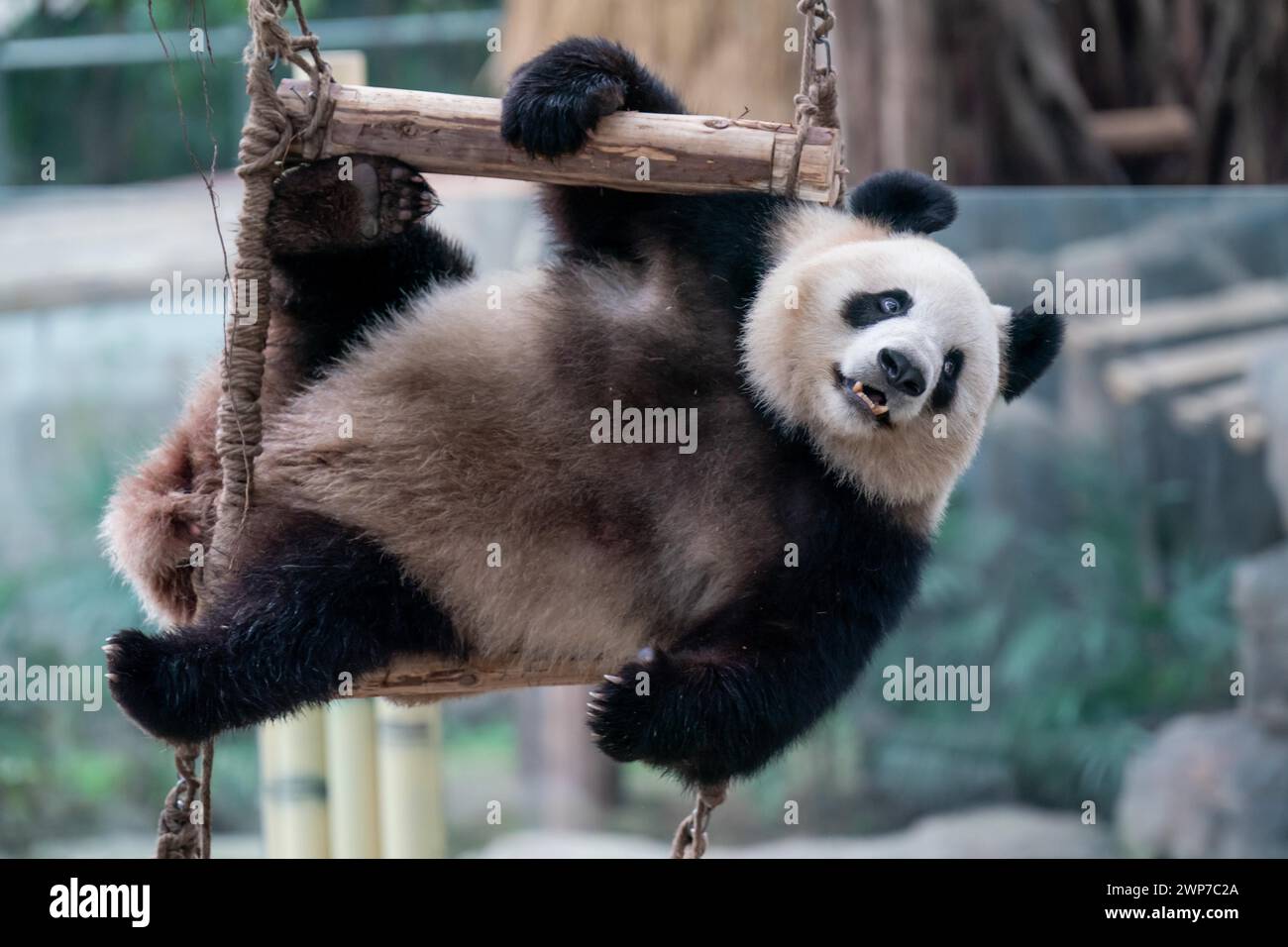 Giant pandas at Chongqing Zoo enjoy spring time in Chongqing, China, 3 ...